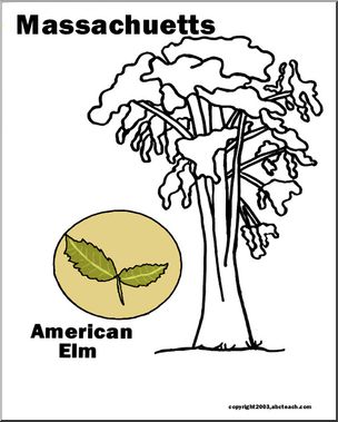 Indiana: State Tree -Tulip Tree (tulip poplar) – Abcteach