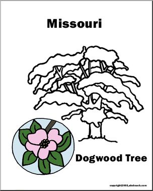 Missouri: State Tree – Flowering Dogwood – Abcteach