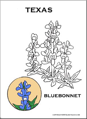 Texas: State Flower – Bluebonnet – Abcteach